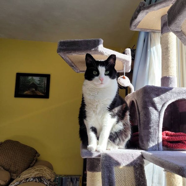 Game Controller Cat Toy, Gamer Cat/catnip Toy Organic Catnip Blends - Etsy