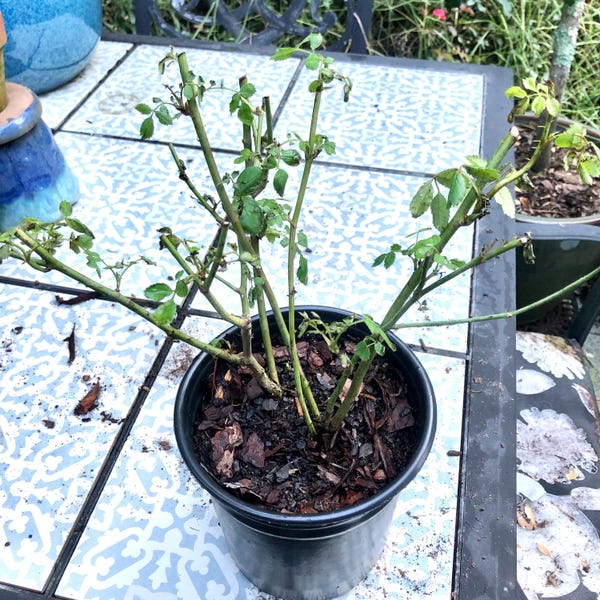 Rose “ausham” English Shrub Rose Ownroot Plant, 1 Gallon - Etsy