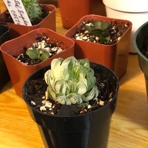 Lithops Aucampiae 'jackson's Jade' C395 10 Seeds - Etsy