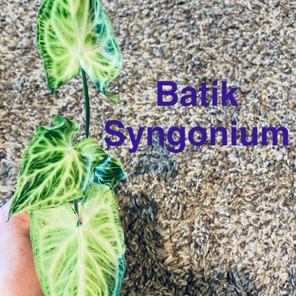 Syngonium Batik Starter Plant (ALL STARTER PLANTS Require You to ...