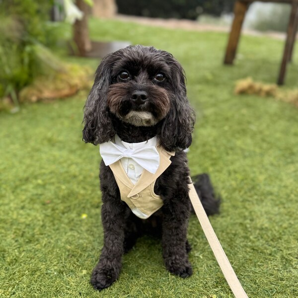 Gray Dog Tuxedo Harness, Wedding Tuxedo for Dogs, Custom Made Tuxedo ...