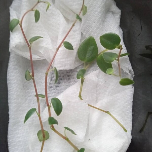 Peperomia Perciliata Syn. Fagerlindii [cutting] - Etsy