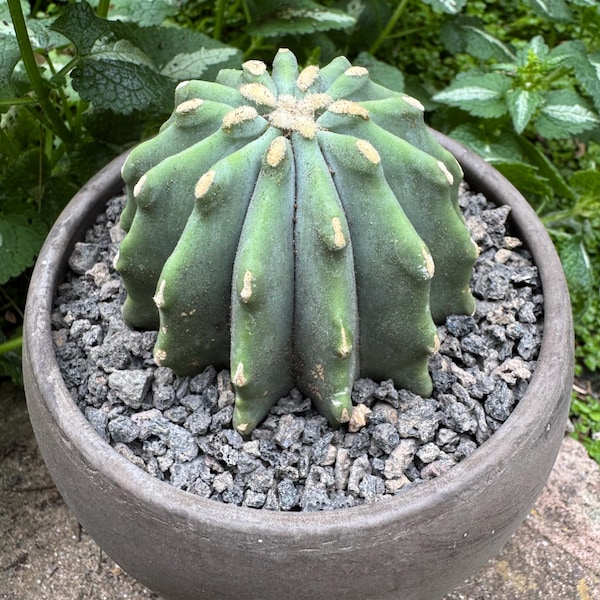 Rare Ferocactus Glaucescens Inermis Cactus, Spineless Live Plant (3 ...