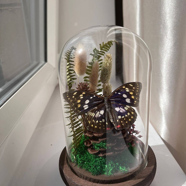6 Random Real Butterfly Specimens, Handmade Wings Spread Butterfly ...