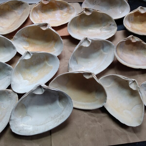 25 Oyster Shells | New York Oyster Shells | Ocean Tumbled | Surf ...