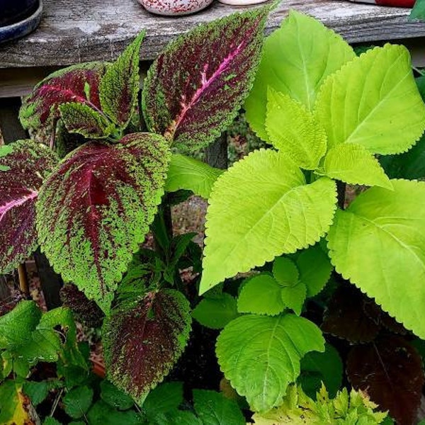 Hollyhock Indian Spring Mix Seeds Heirloom USA NJ Grower See My Store ...