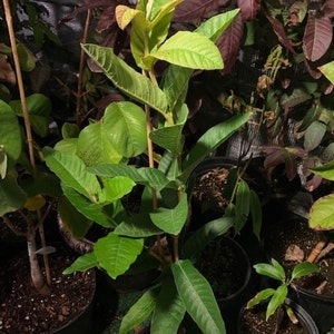 Giant Indian Pink Guava Extremely Rare Fruit Weighs 2 Pounds - Etsy