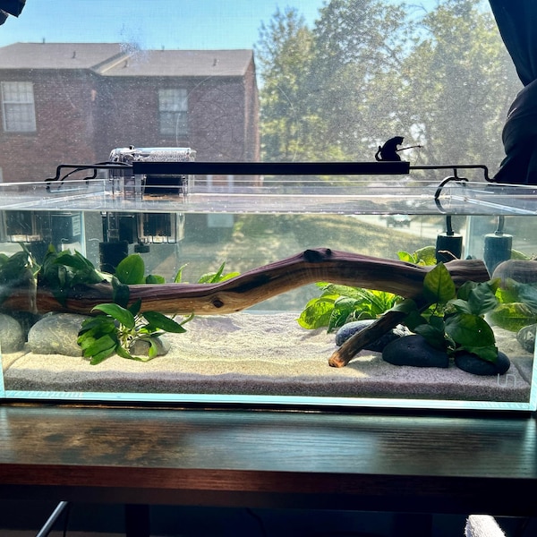 30 Manzanita Branch, Aquascape Centerpiece, Terrarium Branch, Vivarium ...