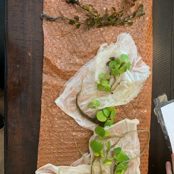 Anacharis Elodea Easy Aquatic Stem Pond Plant FREE SHIPPING - Etsy