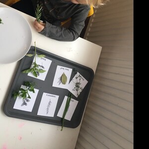 Kitchen Herbs Montessori 3-part Cards - Etsy