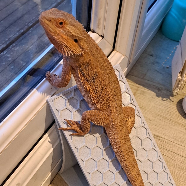 Reptile Climbing Ramp, Bearded Dragon Basking Platform, Rock Wall ...