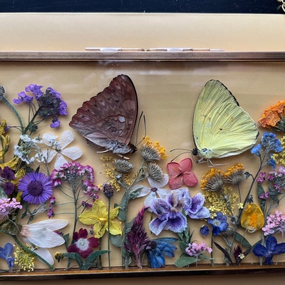 Pressed Flower Frame With Real Butterfly - Etsy