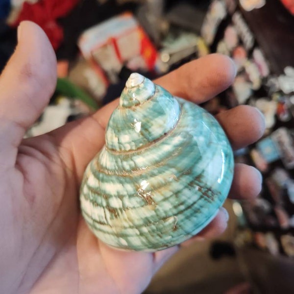 Jade Turbo Polished Shell I Turbo Seashell I Jade Turbo Polished Shells ...