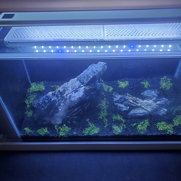 Fluval Spec V/ Evo 5 Lid Insert - 5g - Etsy
