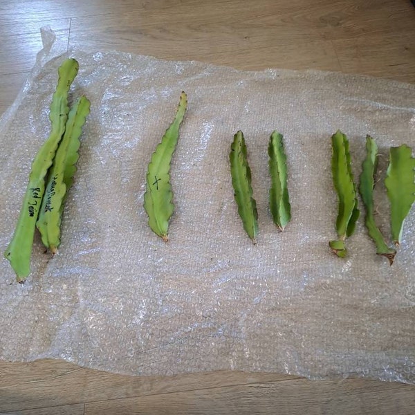 Flame Tree Seed Pods - Etsy