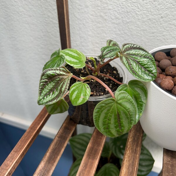 Peperomia Dragon Skin Starter Plant (ALL STARTER PLANTS Require You to ...