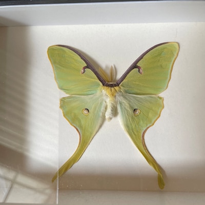 Framed Black Mimathyma Chevana Butterfly Home Decor China - Etsy