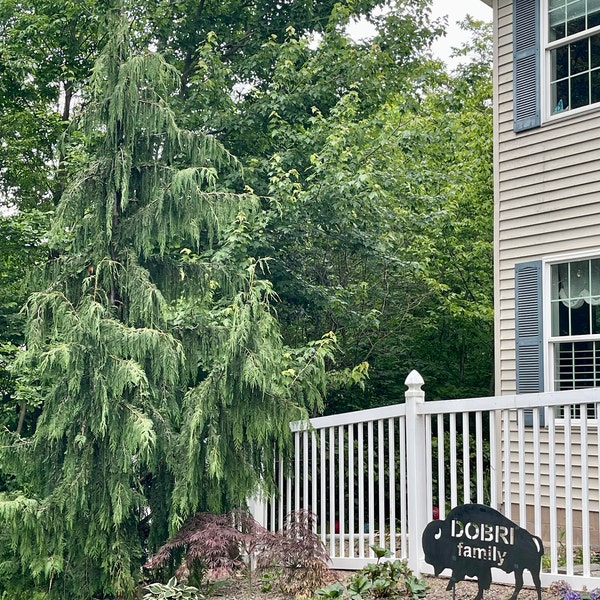 Personalized House Number Buffalo Lawn Sign / Steel Buffalo Garden ...