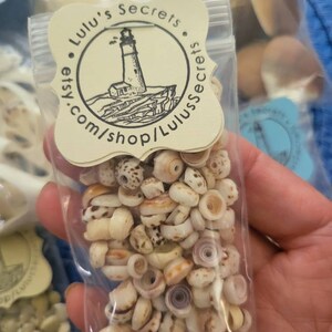 Astraea Calcar Shells Spurred Turban Shells 1/2 1 | Etsy