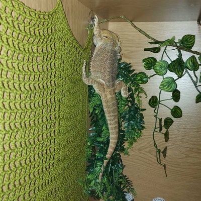 Reptile Climbable Wall Climbing Wall for Reptiles Reptile Climbable ...