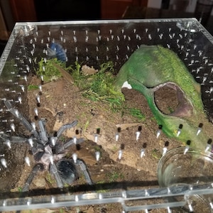 Jumping Spider Enclosure. Small Cauldron Acrylic Glass Enclosure for ...