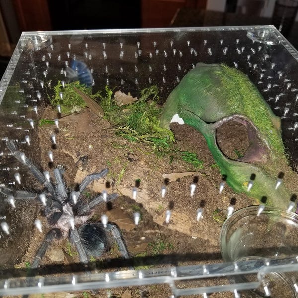 Jumping Spider Enclosure. Small Cauldron Acrylic Glass Enclosure for ...