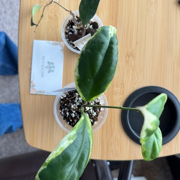 Epipremnum Cebu Blue Ghost Variegated Fresh Cut - Etsy Canada