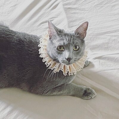 Pet Collar, Small Neck Ruff, Dog Cat, Custom, Renaissance Faire, SCA ...