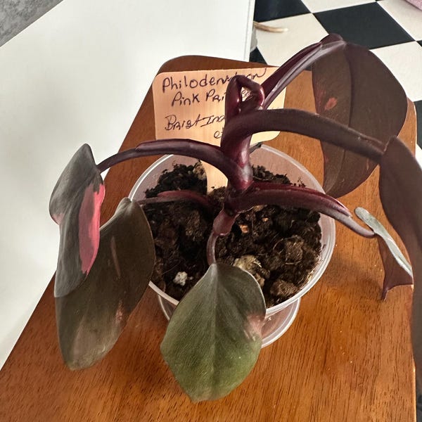 Alocasia “tiny Dancer” Starter Plant (ALL STARTER PLANTS Require You to ...