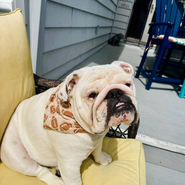 Blitz Football Dog Bandana - Etsy