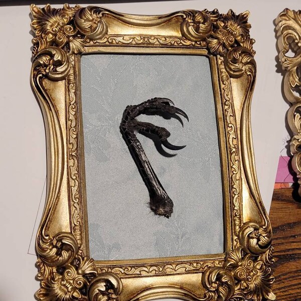 Glass Coffin Shelf Display - Etsy