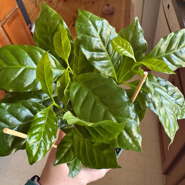 Vat Star Race African Violet Live Plant, Young Starter in a 4" Pot ...