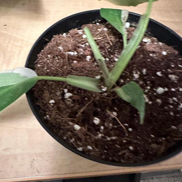 Philodendron White Princess 2 Starter Plant ALL STARTER PLANTS Require ...