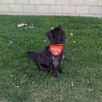 5-pack Adopt Me Dog Jackets Vests Mix & Match - Etsy