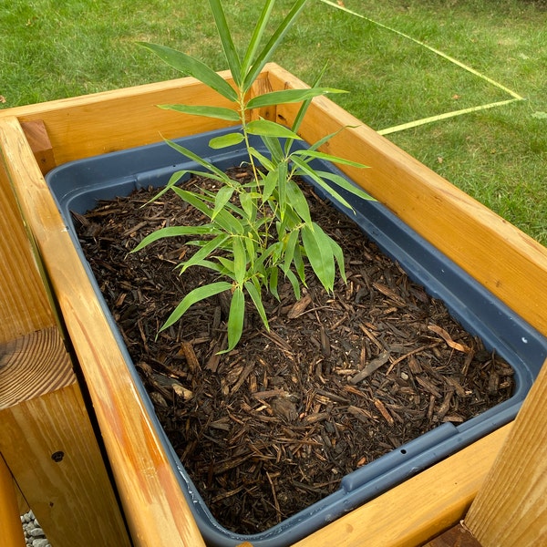 Live Bamboo Culm With Root or Rhizome Starter Plant – Create Privacy ...