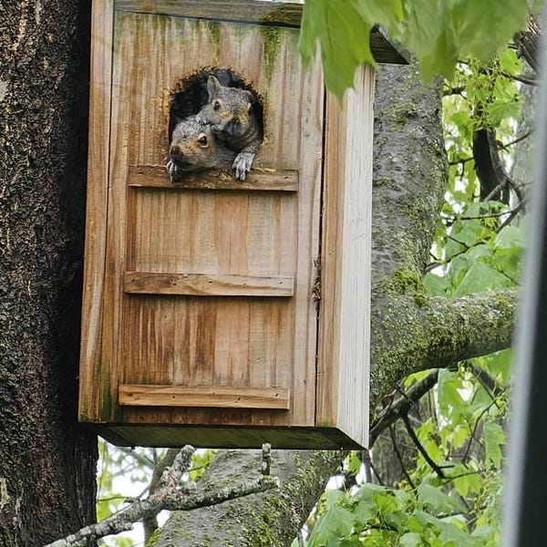 Squirrel House, Squirrel Box, Squirrel Nesting Box, Squirrel House in ...