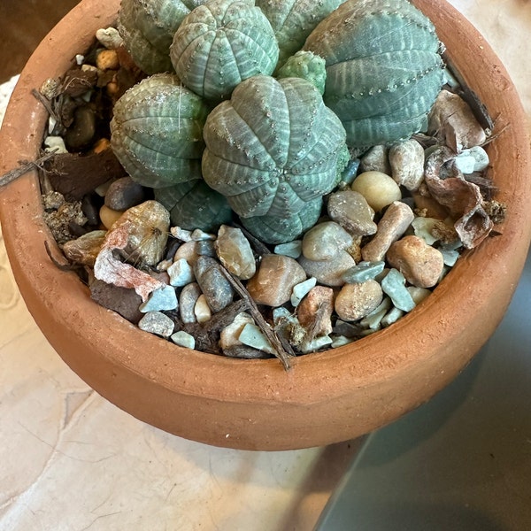 Rare Euphorbia, Euphorbia Obesa Small Cluster, Live Plant - Etsy