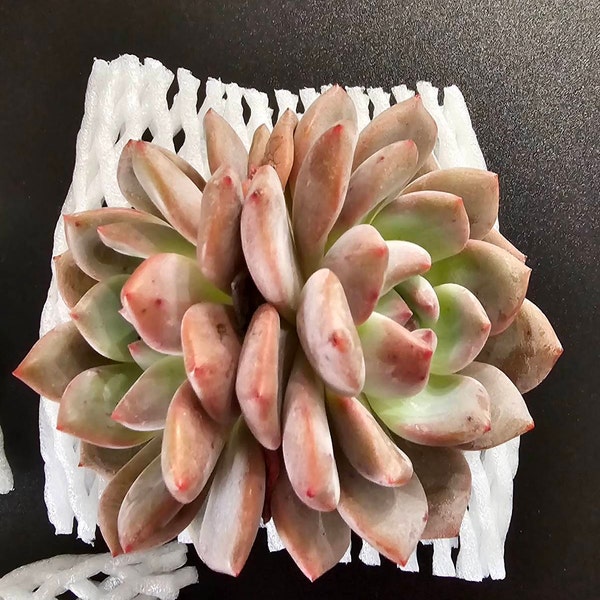 Echeveria Ariel Rare Succulent Plants Live, 2 Heads 3-3.5” Red, Bare ...