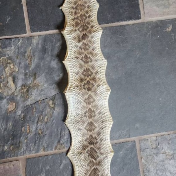 Authentic Diamondback Rattle Snake Hides, Leather, Crafts, Sewing ...