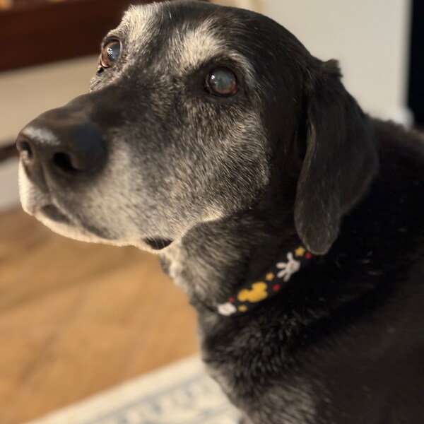 Teenage Mutant Ninja Turtles (TMNT) Print - Small/medium/large ...