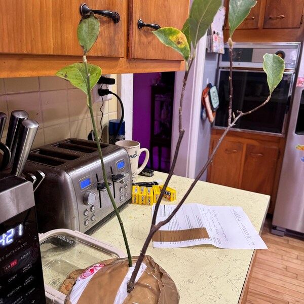 Hosta TRUE Chartreuse With White/cream Edges 'american Dream' in 4.5x5 ...