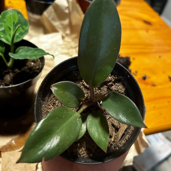 Philodendron Royal Queen Starter Plant ALL STARTER PLANTS Require You ...