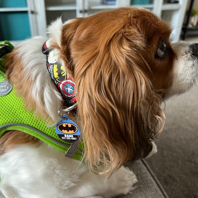 Teenage Mutant Ninja Turtles TMNT Print Small/medium/large Handmade Dog ...