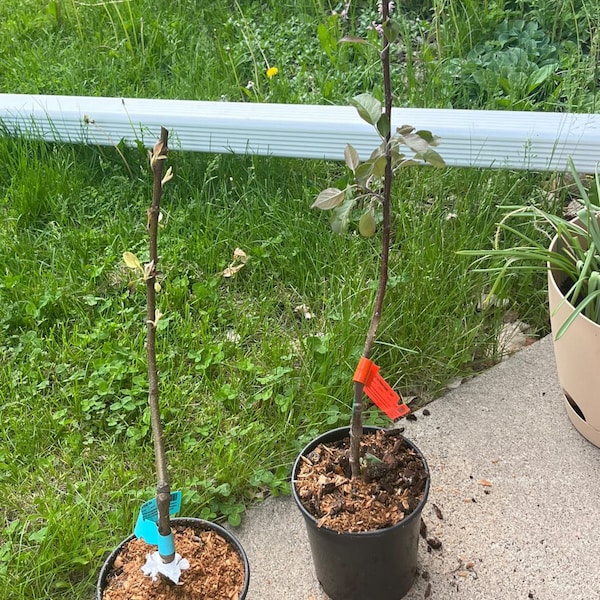 Schisandra Vine eastern Prince - Etsy