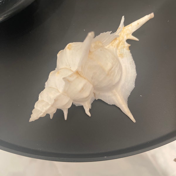 Alabaster Murex Shell 5-6" Natural Specimen Display Coastal Décor White ...
