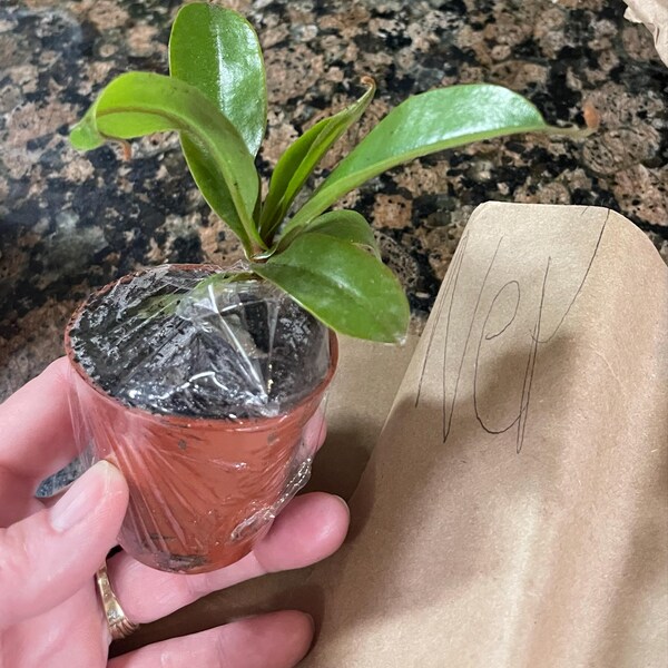 Aglaonema Ruby Ray 2” Plant **(ALL Plants Require You to Purchase ANY 2 ...