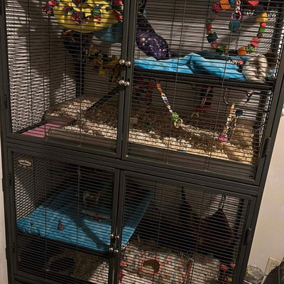 Rat Surprise Box - Etsy
