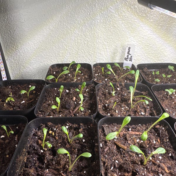 Three Sisters Seed Collection - Native American Farming - Corn, Bean ...