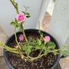 Rose “ausbite” English Climbing Rose Plant Ownroot - Etsy
