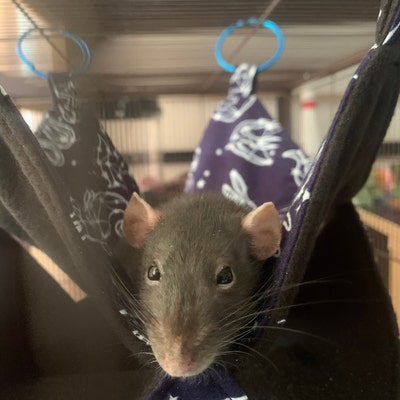 Plastic C-clip for Hanging Rings to Create Rat Toys and Accessories ...